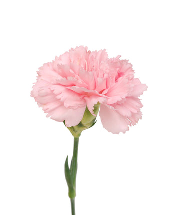 Flowers – Page – Lovingly Charlotte Flower Market