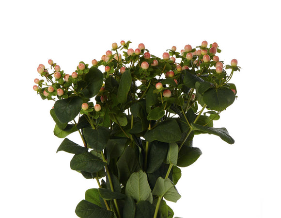 Hypericum Berry, Peach – Lovingly Charlotte Flower Market