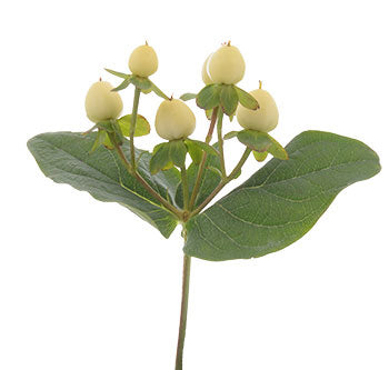 Hypericum Berry, White – Lovingly Charlotte Flower Market