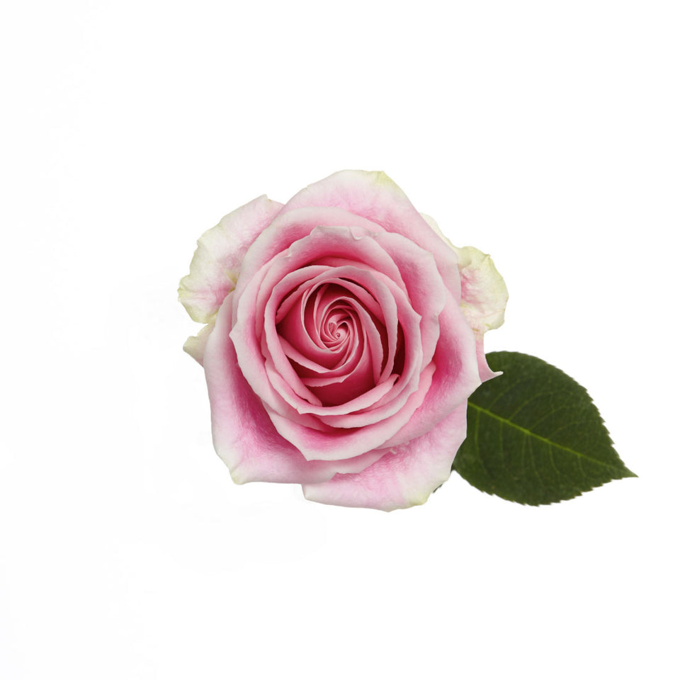 Rose, Light Pink Rosita Vendela – Lovingly Charlotte Flower Market