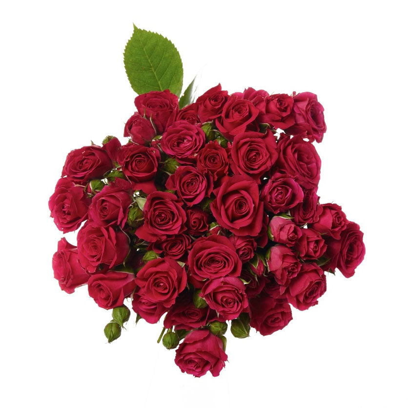 Spray Rose, Hot Pink – Lovingly Charlotte Flower Market