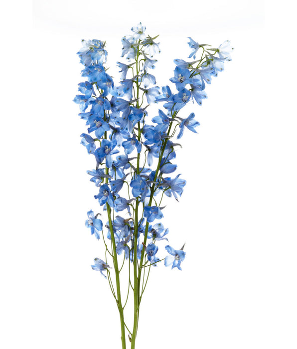 Featured Flowers – Lovingly Charlotte Flower Market