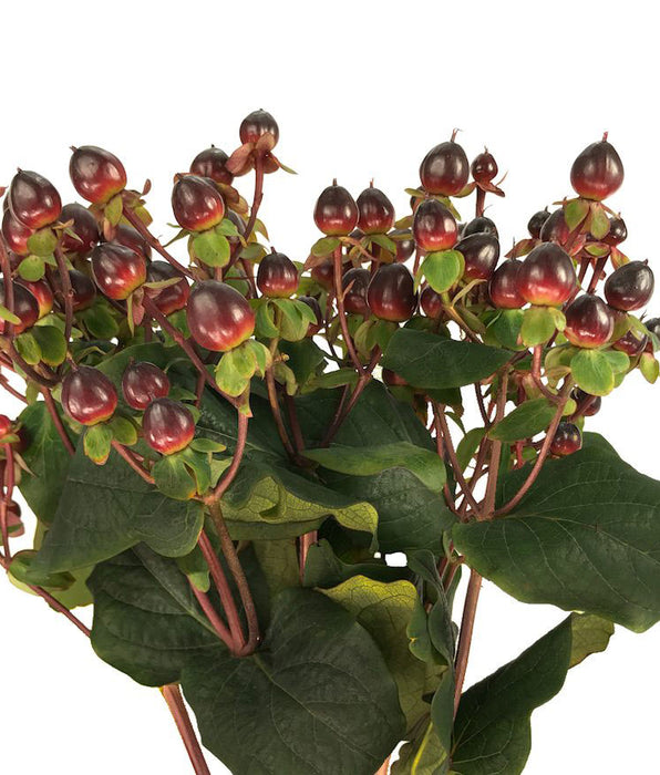 Flowers – Page – Lovingly Charlotte Flower Market