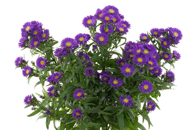 Monte Casino, Purple – Lovingly Charlotte Flower Market