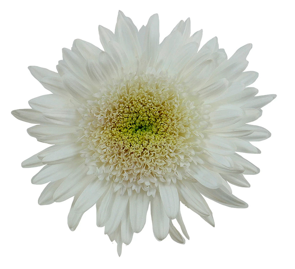 Mum Cremon, White – Lovingly Charlotte Flower Market