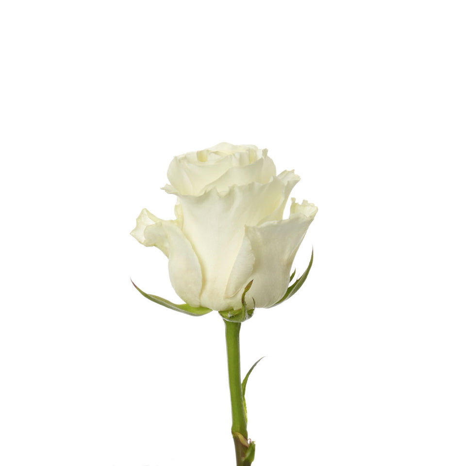 Rose, White First Lady – Lovingly Charlotte Flower Market