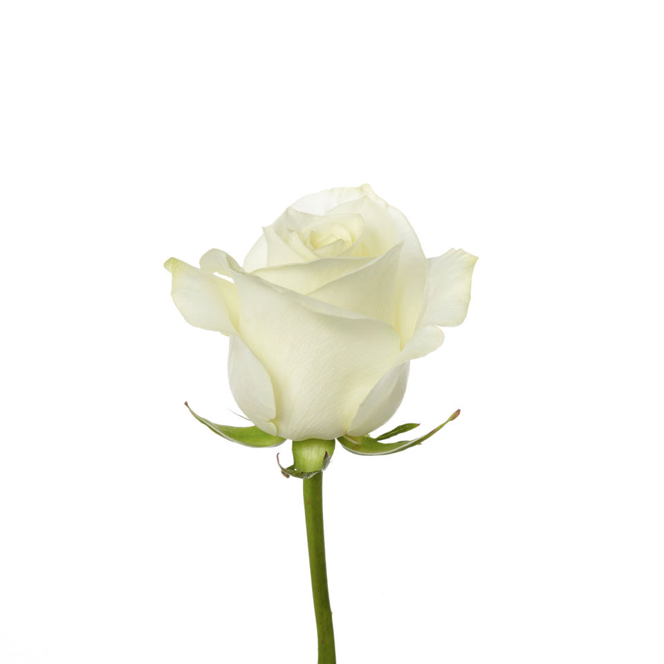 Rose, White Polar Star – Lovingly Charlotte Flower Market
