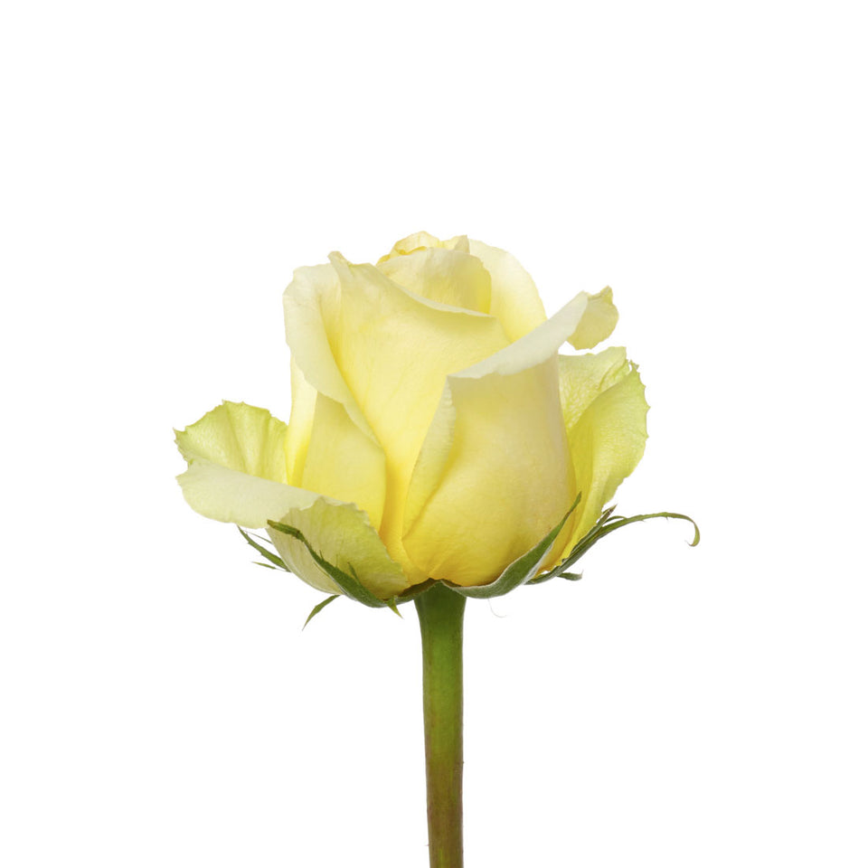 Rose, Yellow Tara – Lovingly Charlotte Flower Market