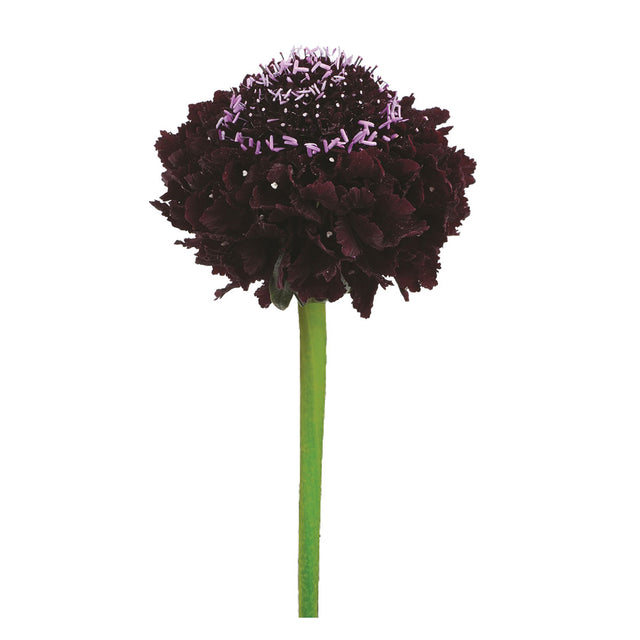 Scabiosa, Black – Lovingly Charlotte Flower Market