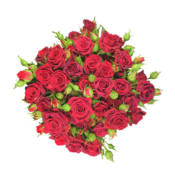 Spray Rose, Red – Lovingly Charlotte Flower Market
