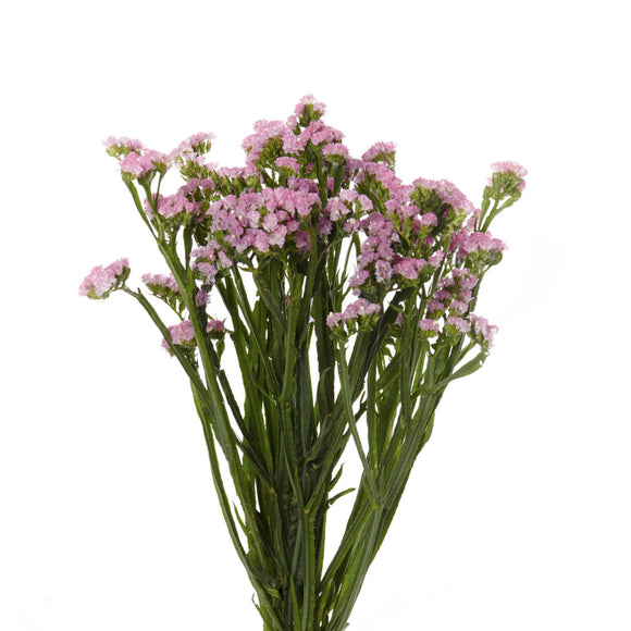 Statice, Pink – Lovingly Charlotte Flower Market