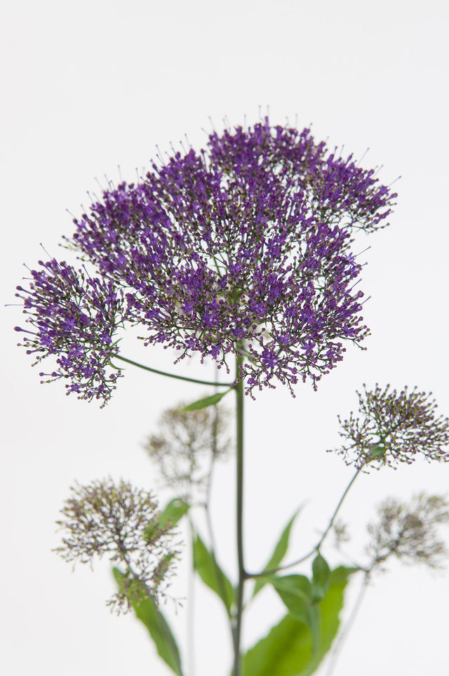 Trachelium, Purple – Lovingly Charlotte Flower Market